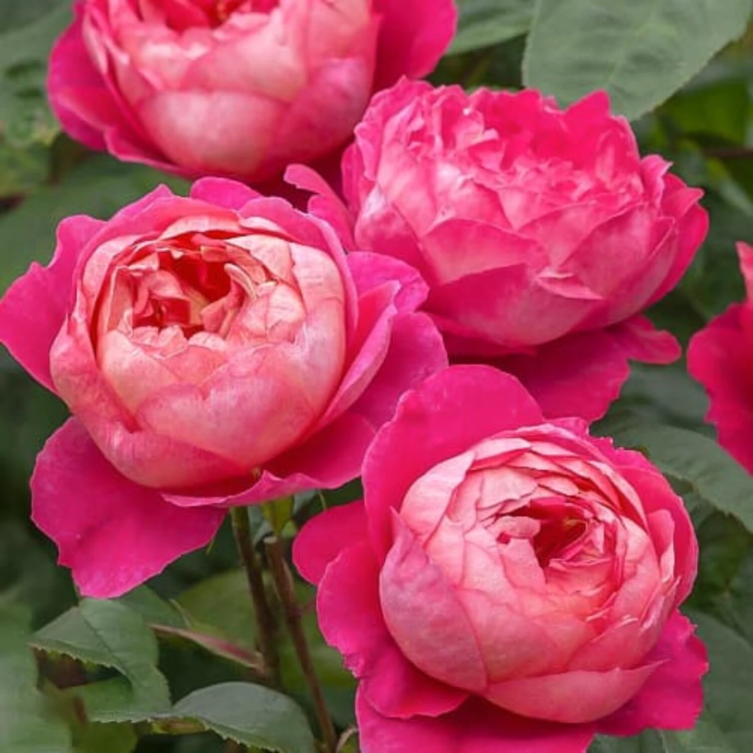 Роза английская "Бенджамин Бриттен", 1 саж . тёмно-розовая, многолетняя