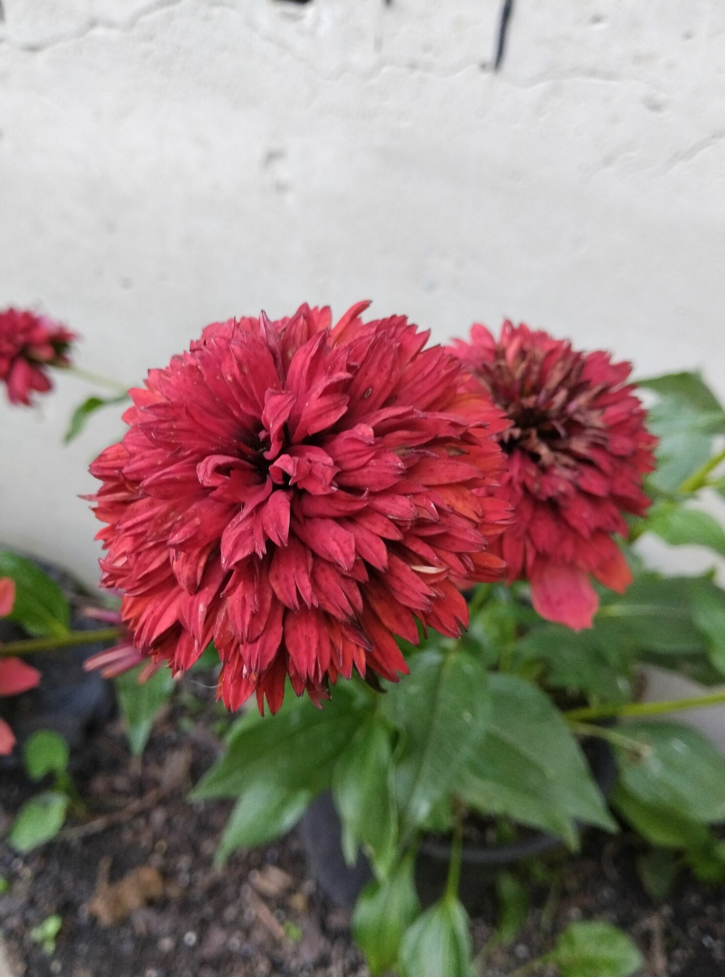 Эхинацея Хот Папайя, С3