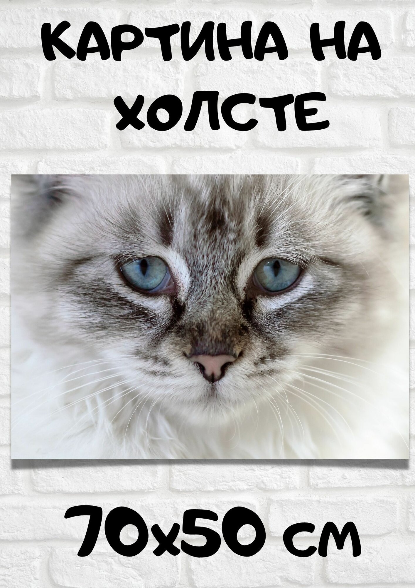 Картина Кот глаза взгляд / Фотокартина с глазами кошки