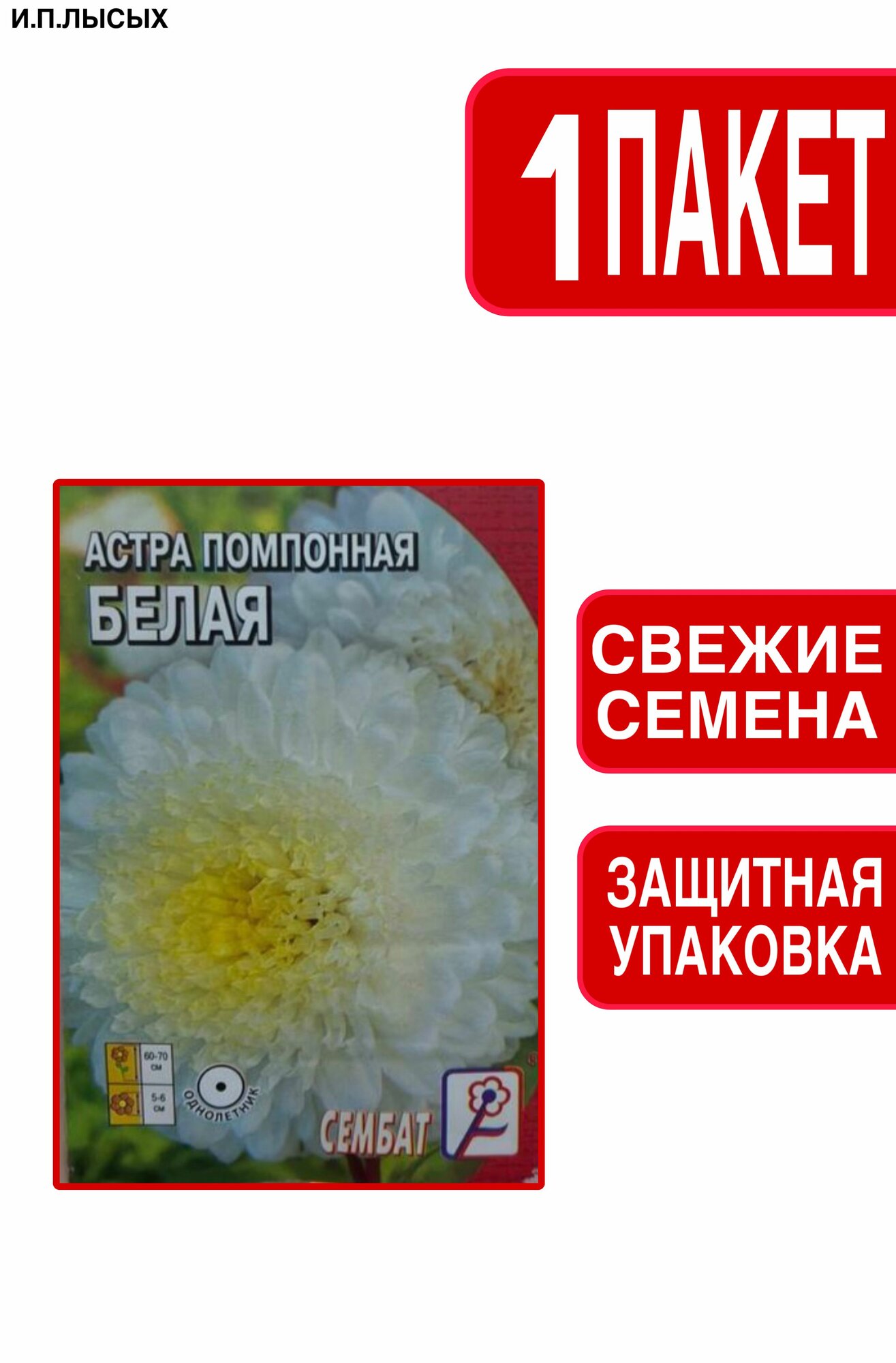 Семена Астра помпонная белая