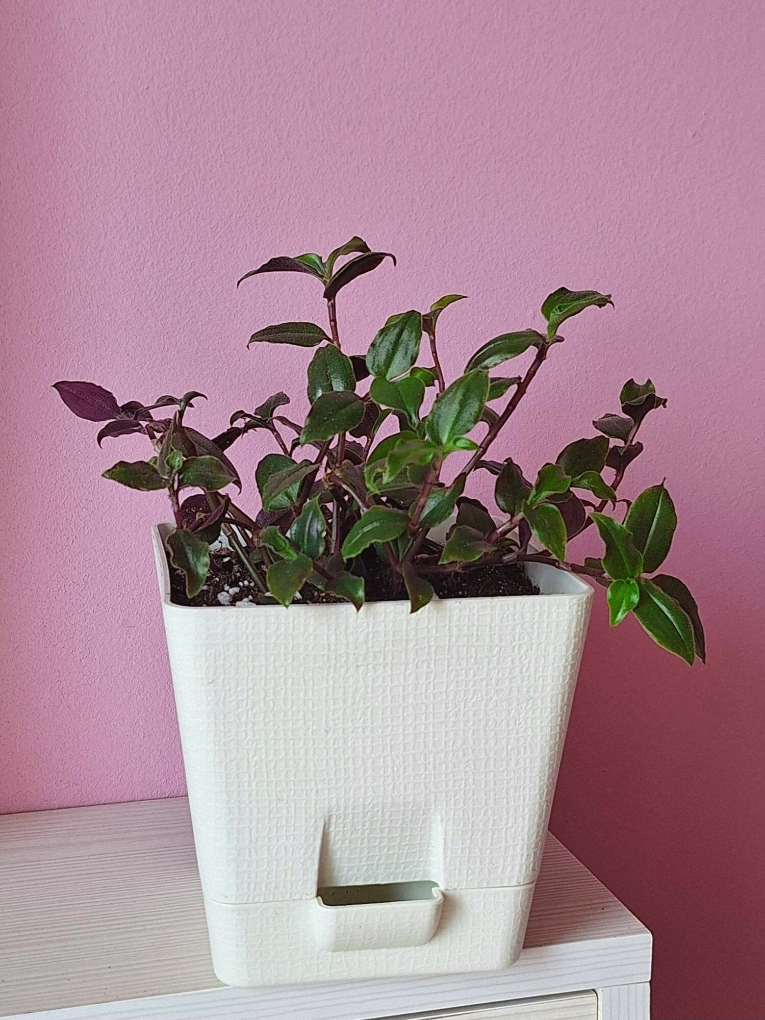 Традесканция Мундула Грин Хилл Tradescantia Mundula Green Hill d12