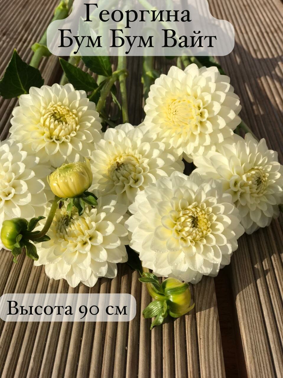 Георгины декоративные, многолетние, сорт Бум Бум Вайт, клубень