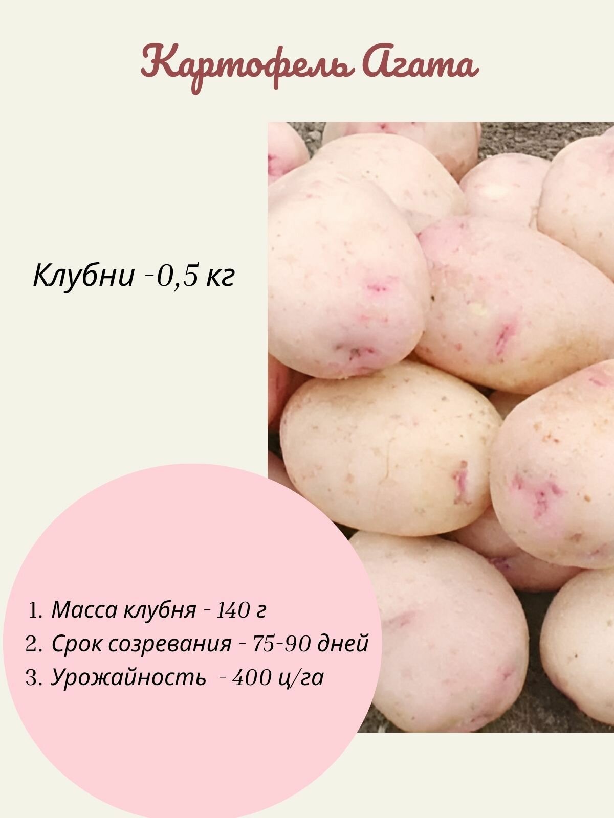 Картофель белый Агата 0,5 кг на посадку