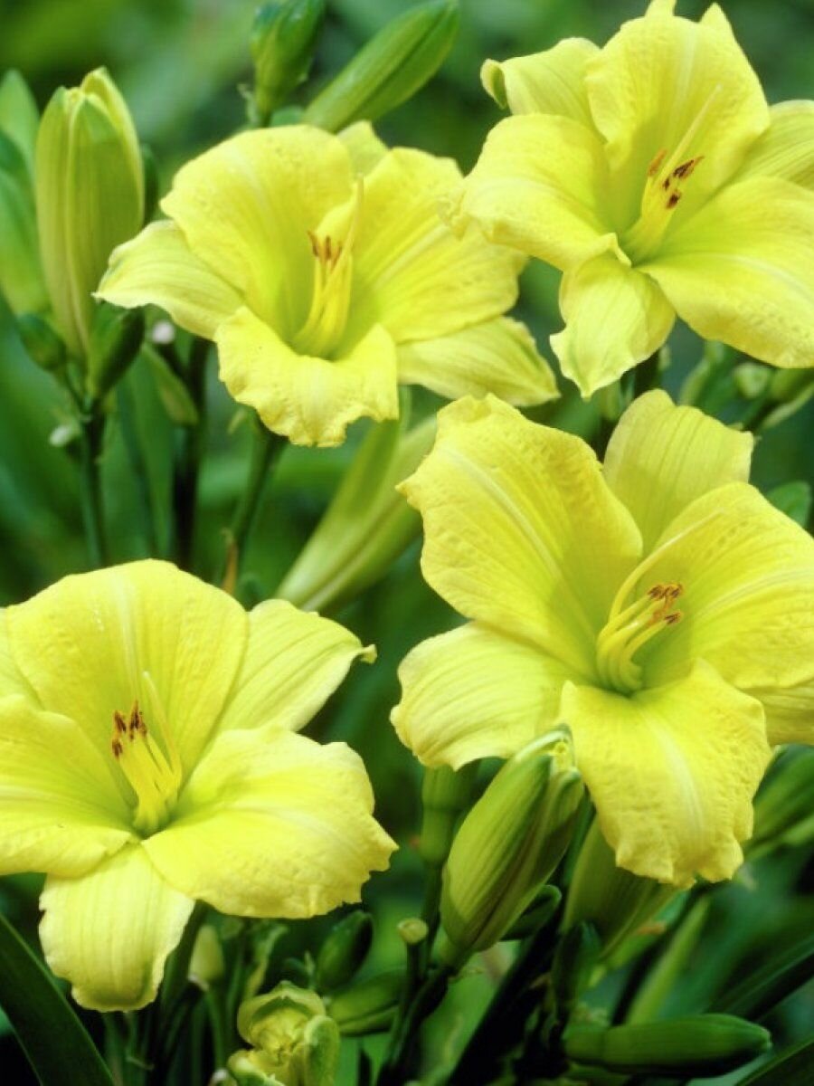 Лилейник Грин Флутер