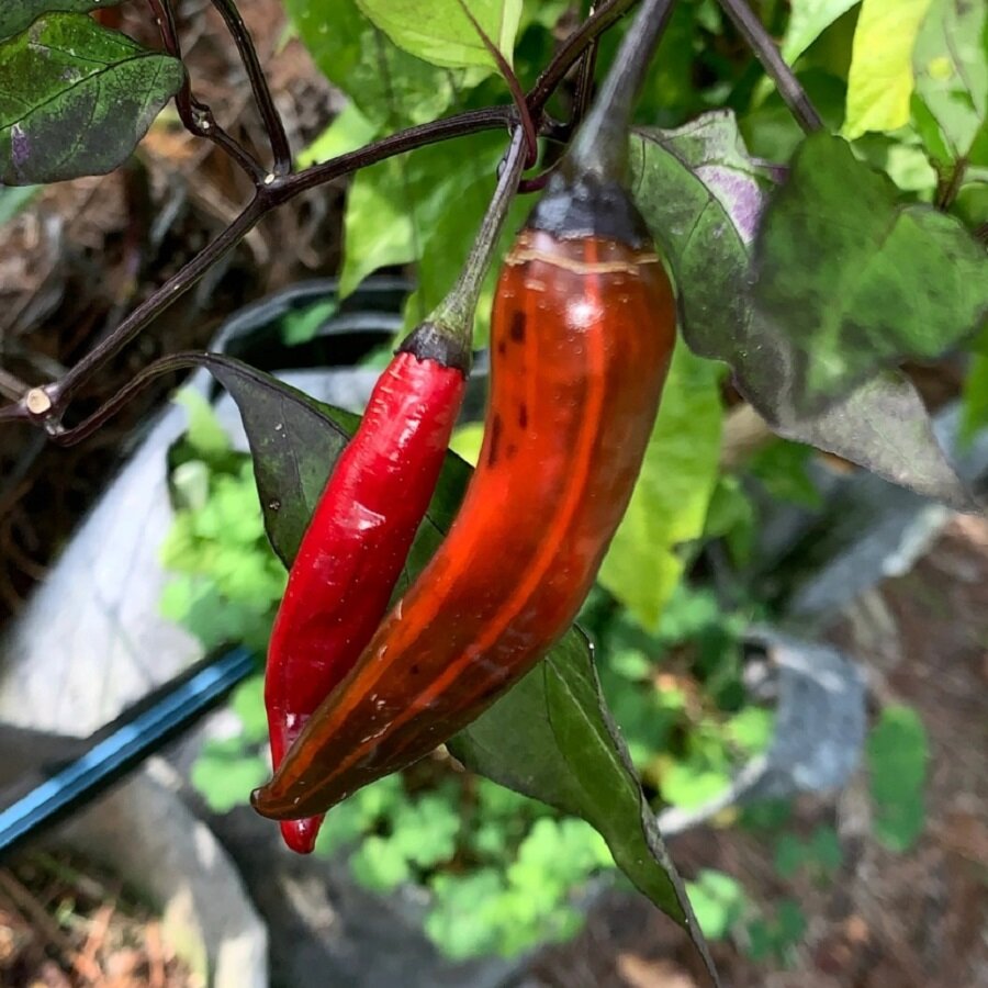 Семена Орешка Перец острый Jalapeno Tiger 5 ШТ