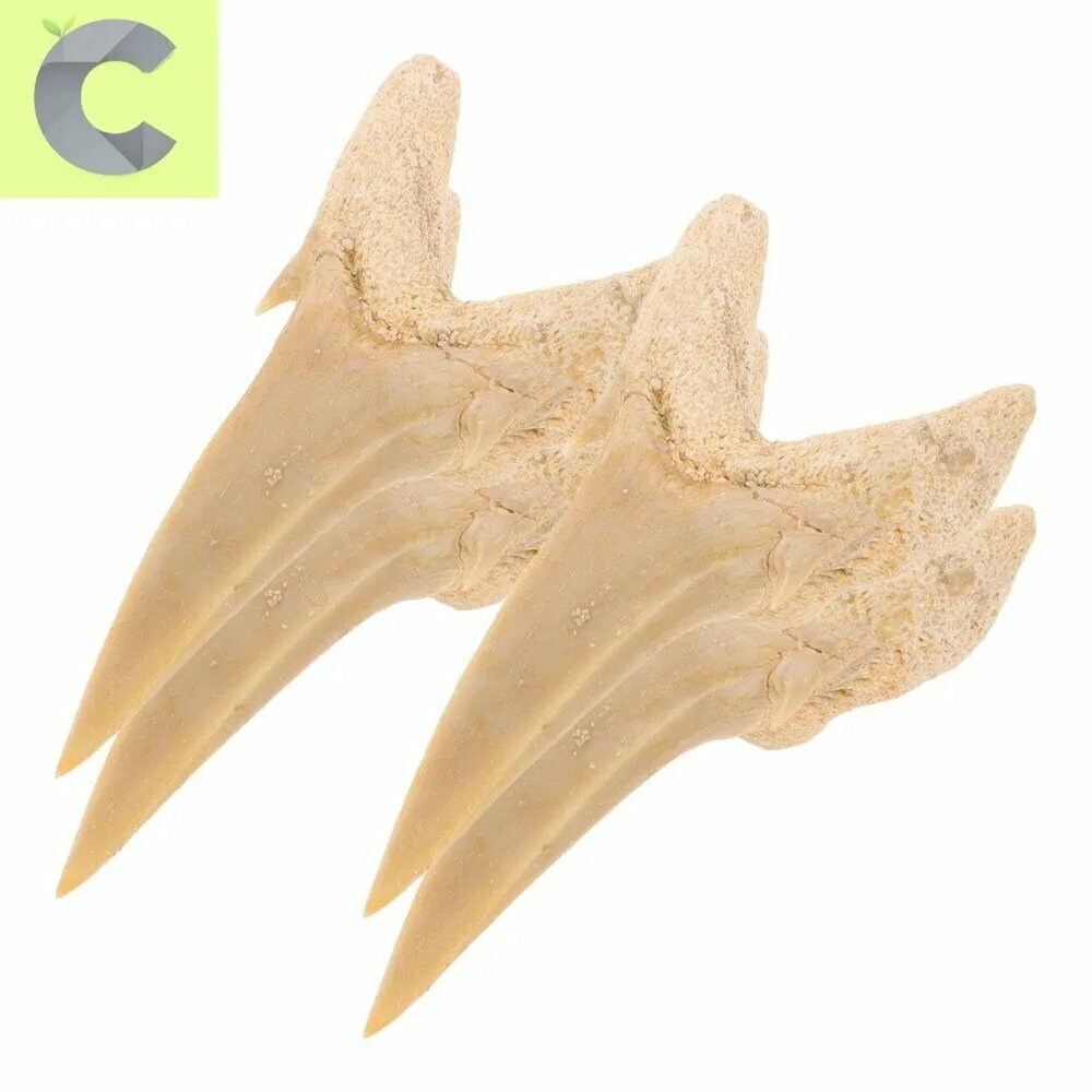 Научные Модели Предисторических Зубов Акулы для Учебного Процесса, Набор из 4pcs 3.00X2.00X1.00Cm