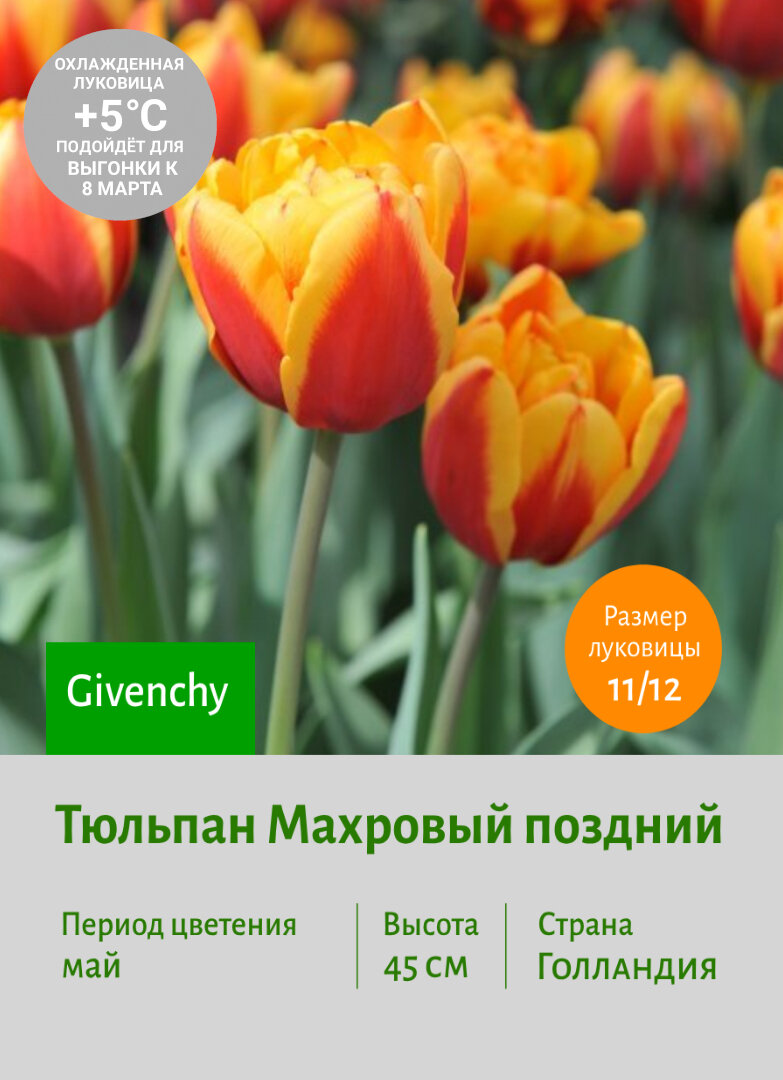 Тюльпан Живанши (Givenchy) махровый поздний луковицы 20 шт сотка