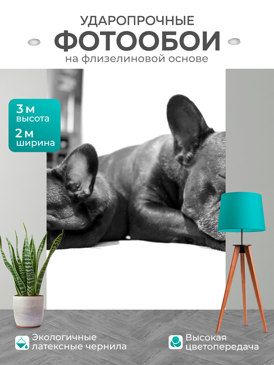 Фотообои моющиеся ударопрочные "Собака, собаки, бульдог" 200x300 см. флизелиновые на стену