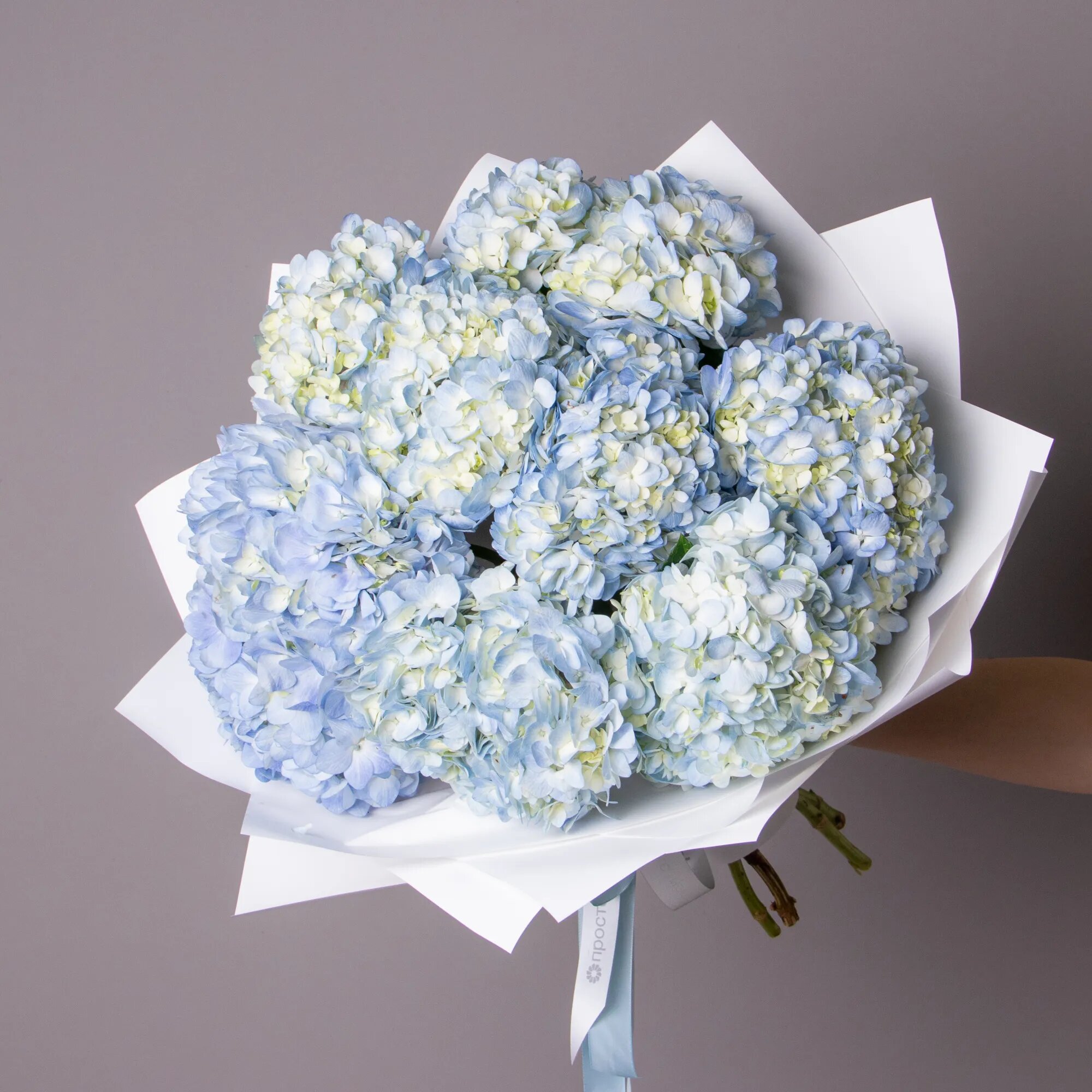 Букет Гортензия "Скай Блю" 7 шт Высота 60 см в коробке и аквабоксе от "Простоцветы"