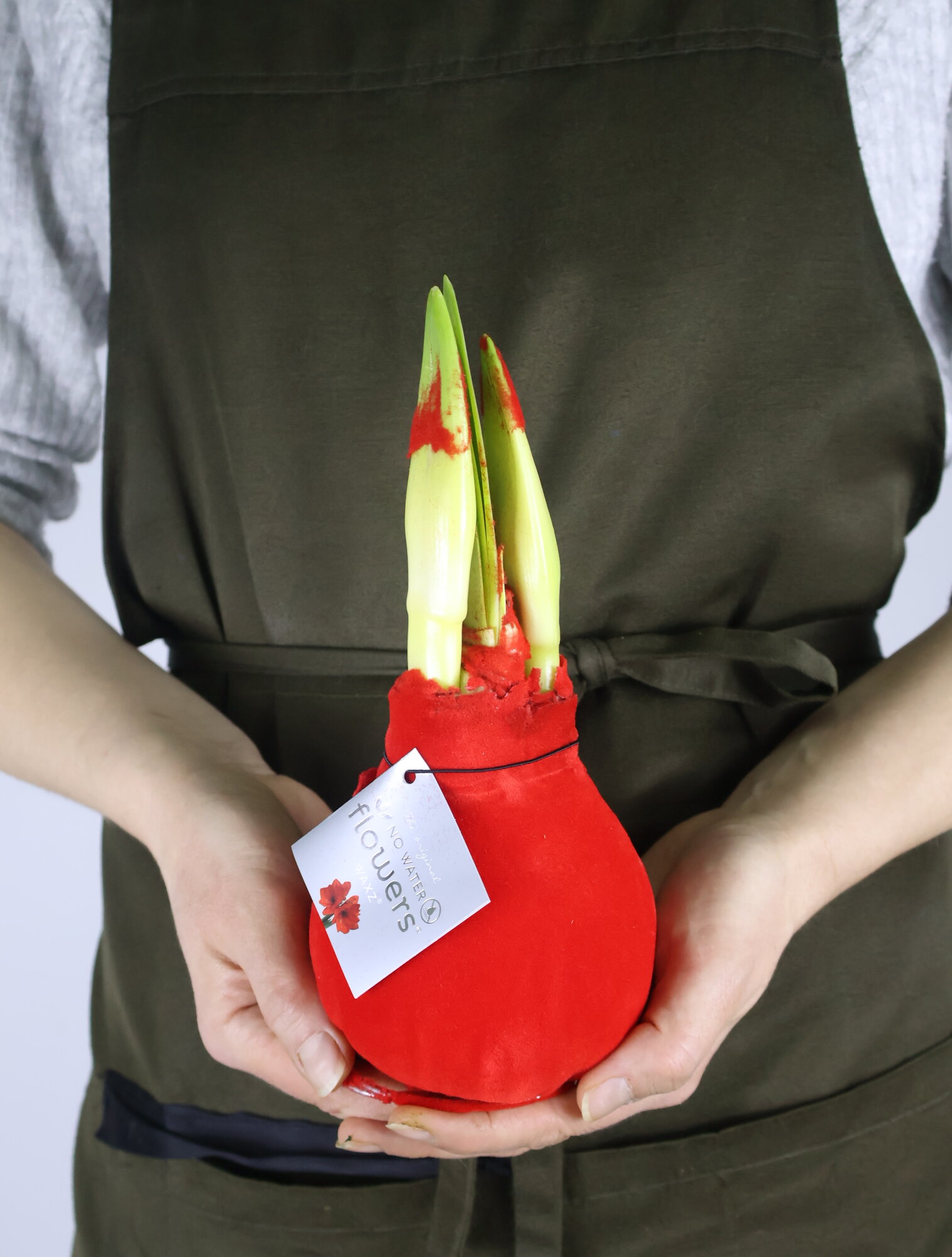 Луковица амариллиса в воске «красный бархат»