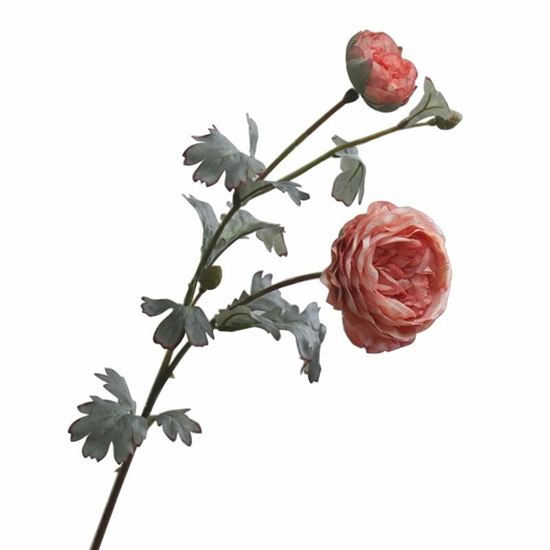 2 цветка лютика-розовые