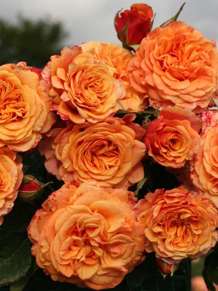 Роза флорибунда "Ла Вилла Котта", оранжево-розовая, высота 30 см, 2 шт