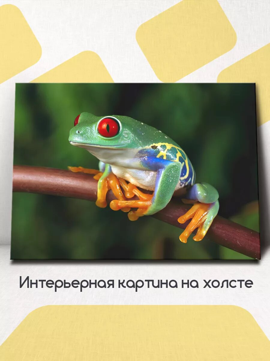 Картина на стену Красноглазая квакша, лягушка 60x45 см