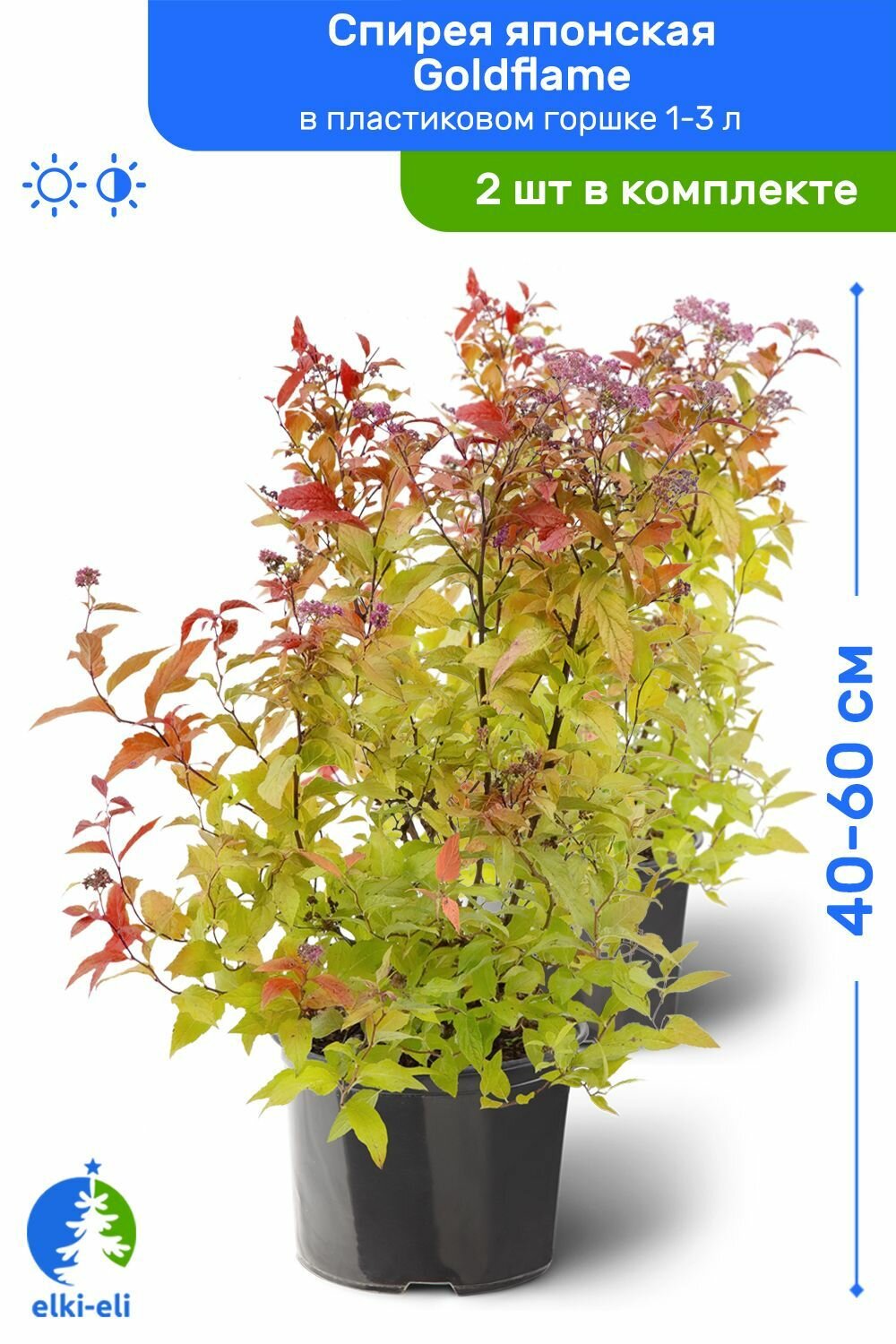 Спирея японская Голдфлейм (Goldflame) 40-60 см в пластиковом горшке 1-3 л, саженец, лиственное живое растение, комплект из 2 шт
