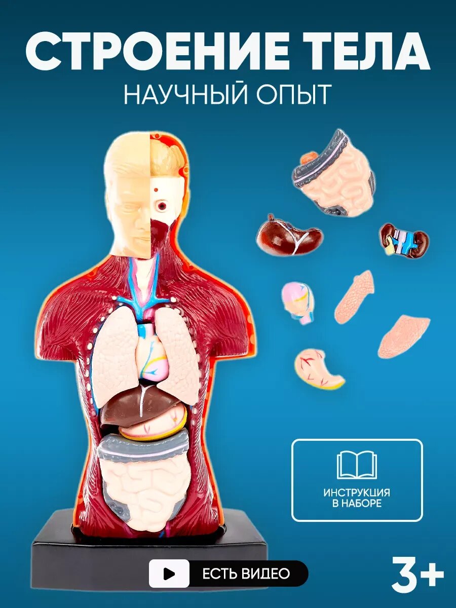 Научный опыт "Строение тела" Игровой набор Настольная игра