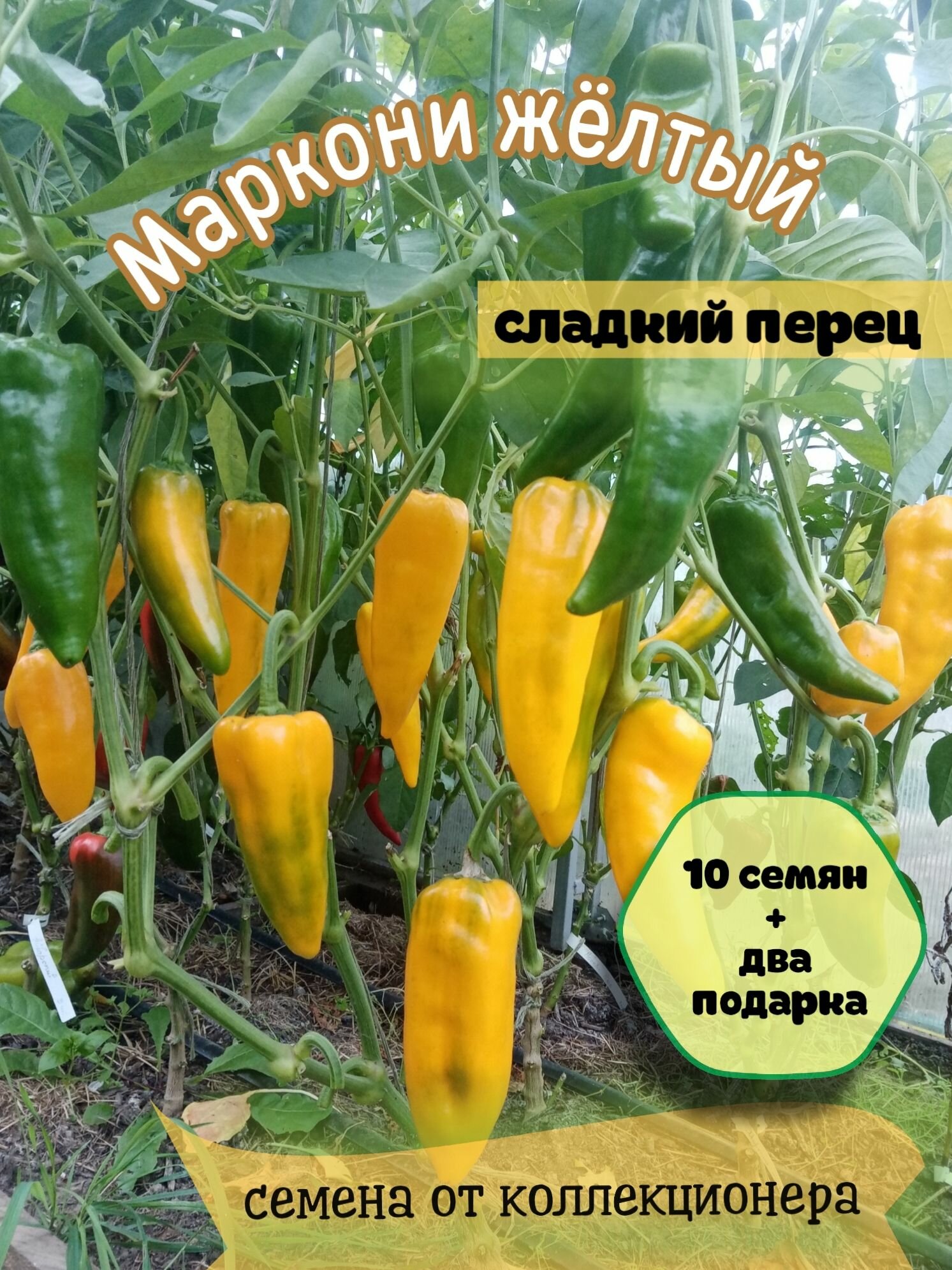 Перец сладкий "Маркони жёлтый", родом из Италии, редкий коллекционный сорт
