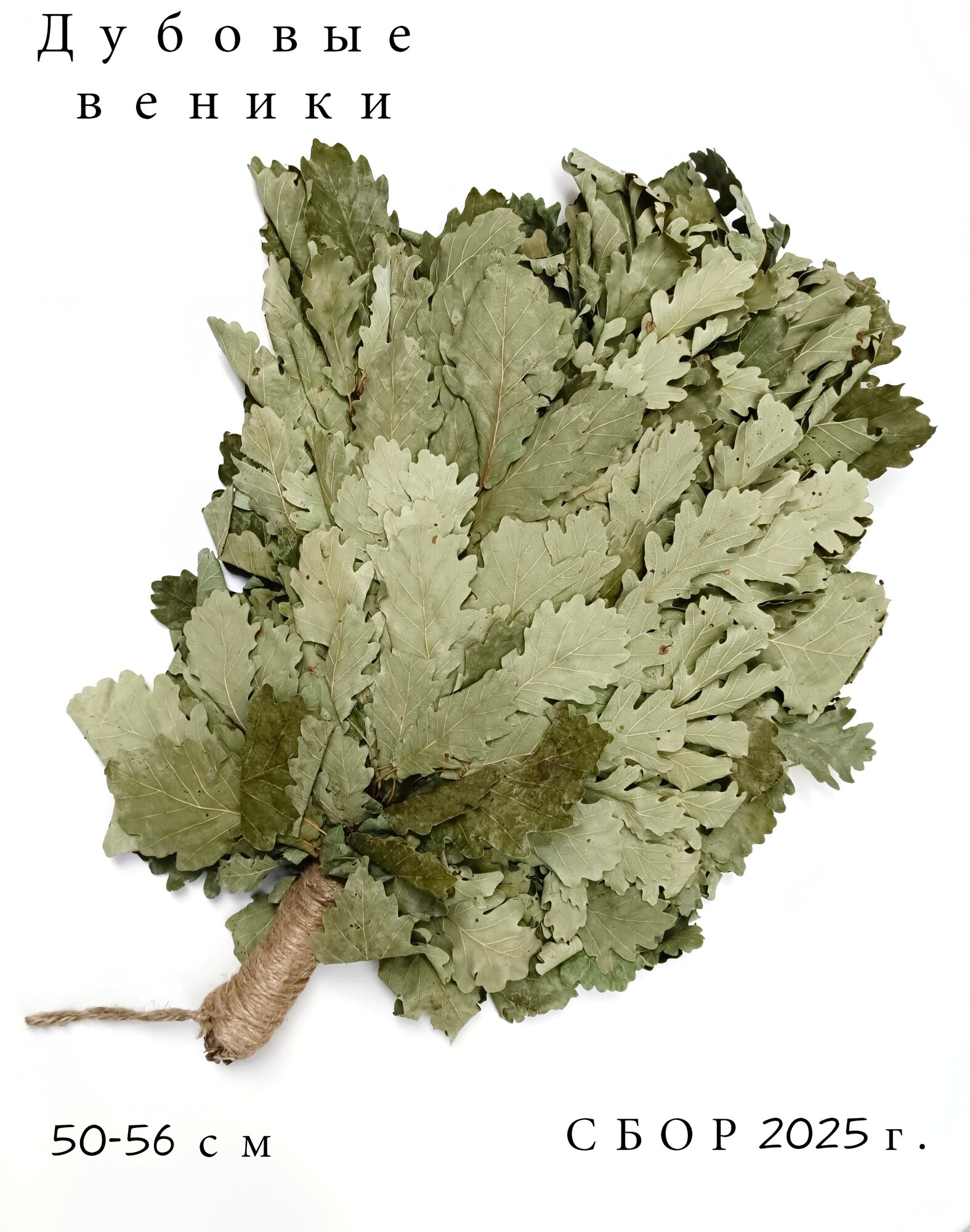 Веник для бани из кавказского дуба, 3 шт, АКД