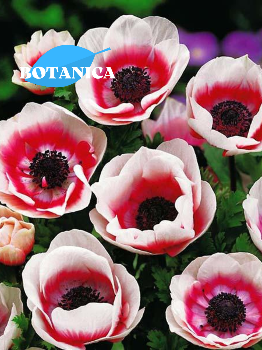 Луковицы цветов, botanica garden, анемоны биколор, ( 10 штук )