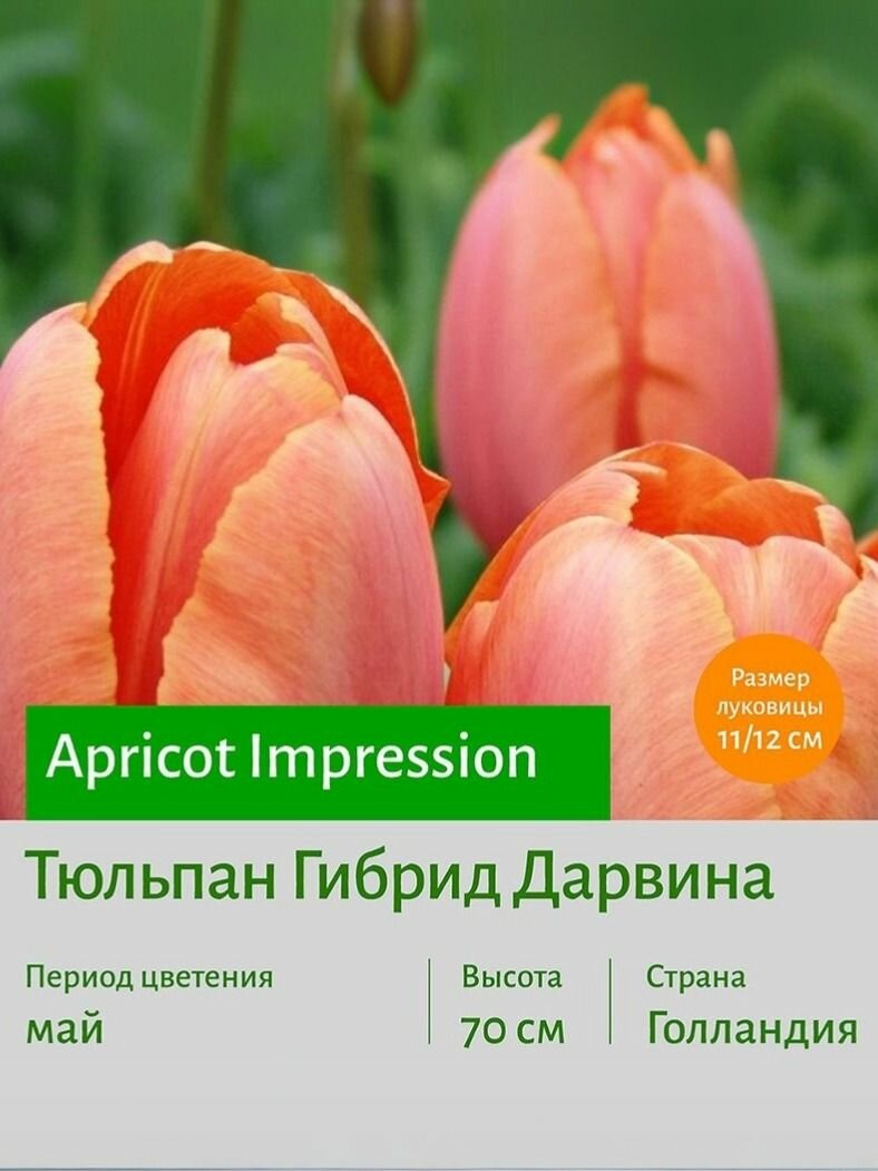 Тюльпан Априкот Импрешн (Apricot Impression) гибрид Дарвина луковицы 3 шт сотка