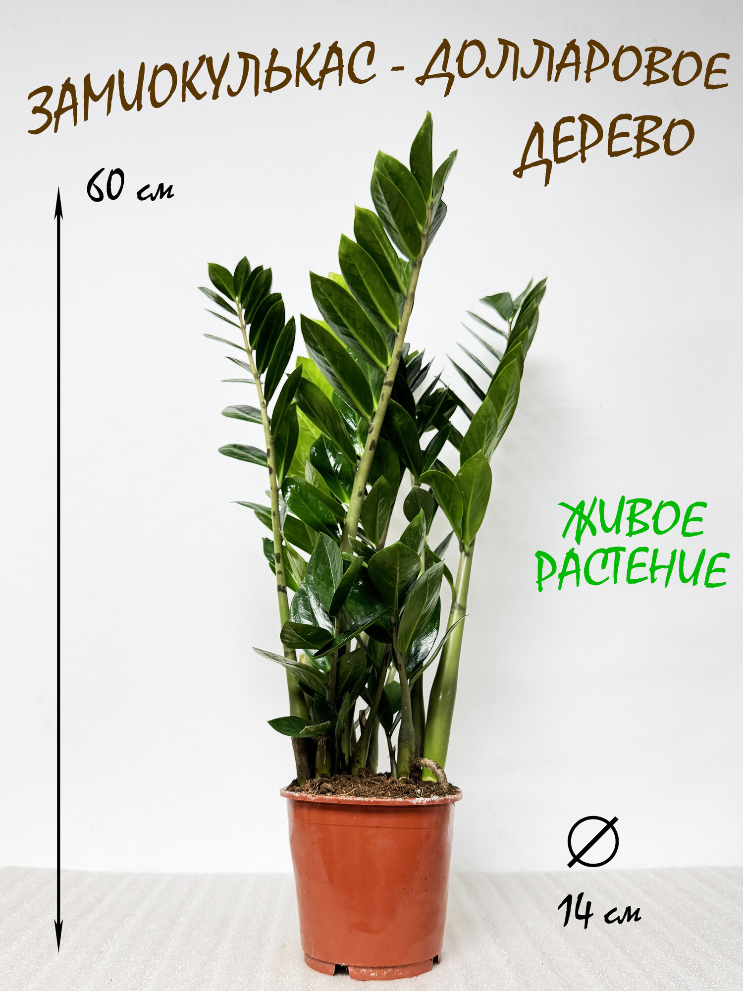 Замиокулькас в горшке живой, PRO фикус живое растение, высота 60-65см