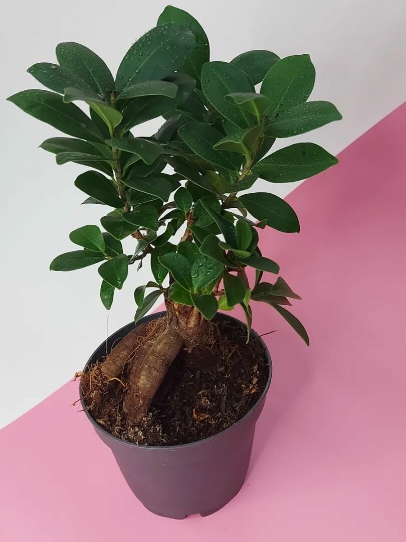 Фикус Гинсенг