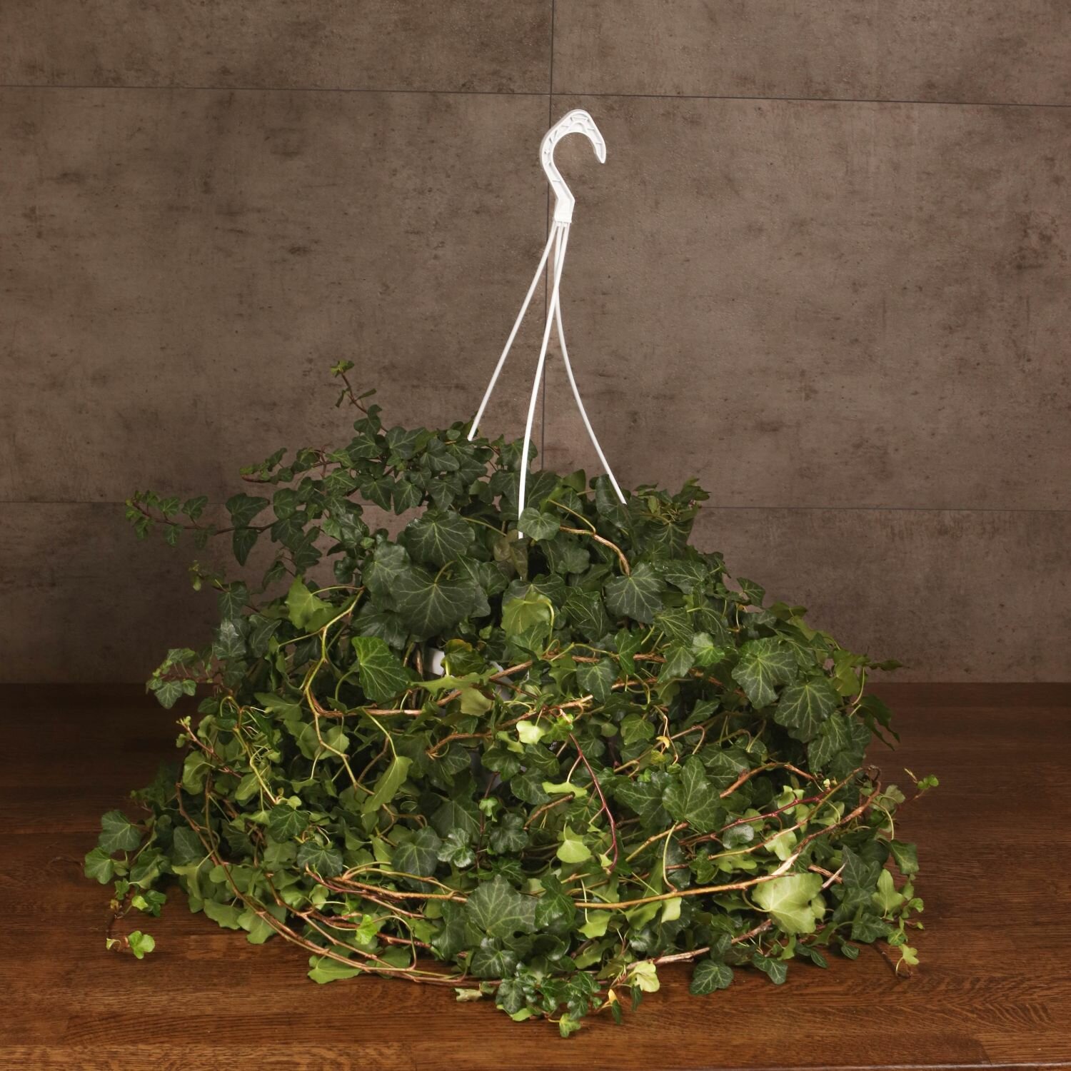 Хедера Хеликс Вандер D24