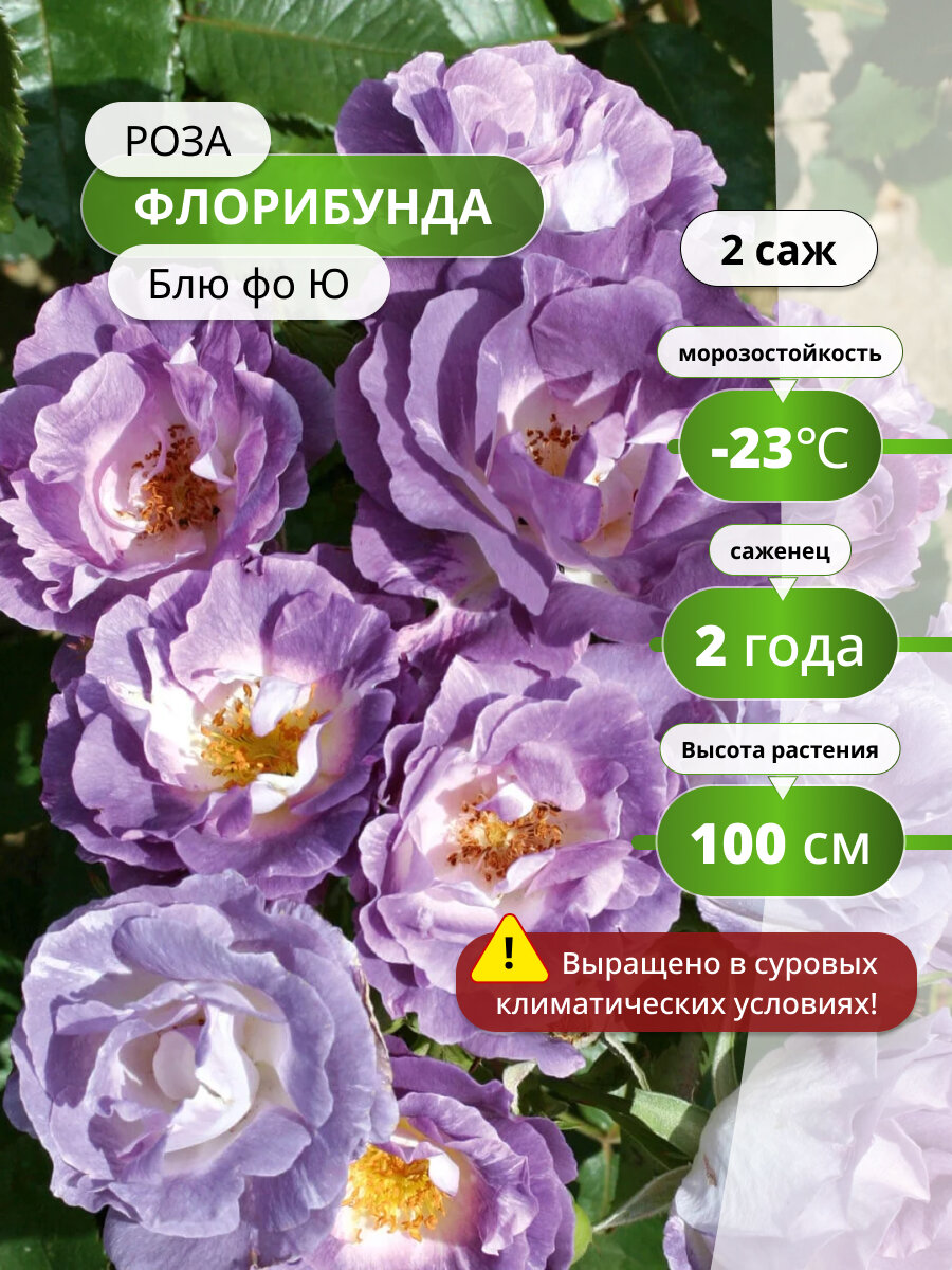 Роза флорибунда Блю фо Ю (Blue for You) 2 шт / роз, ароматные