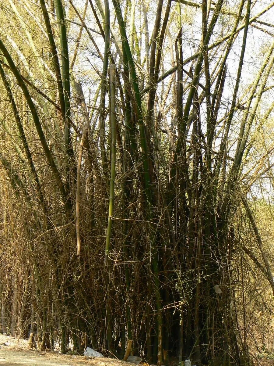Бамбук Индийский колючий семена 10 штук