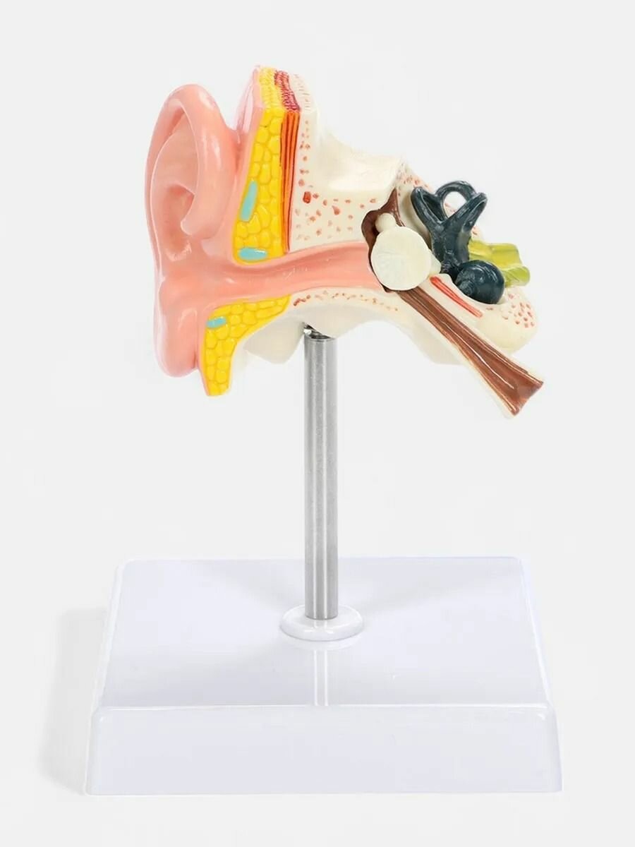 Анатомическая модель уха человека