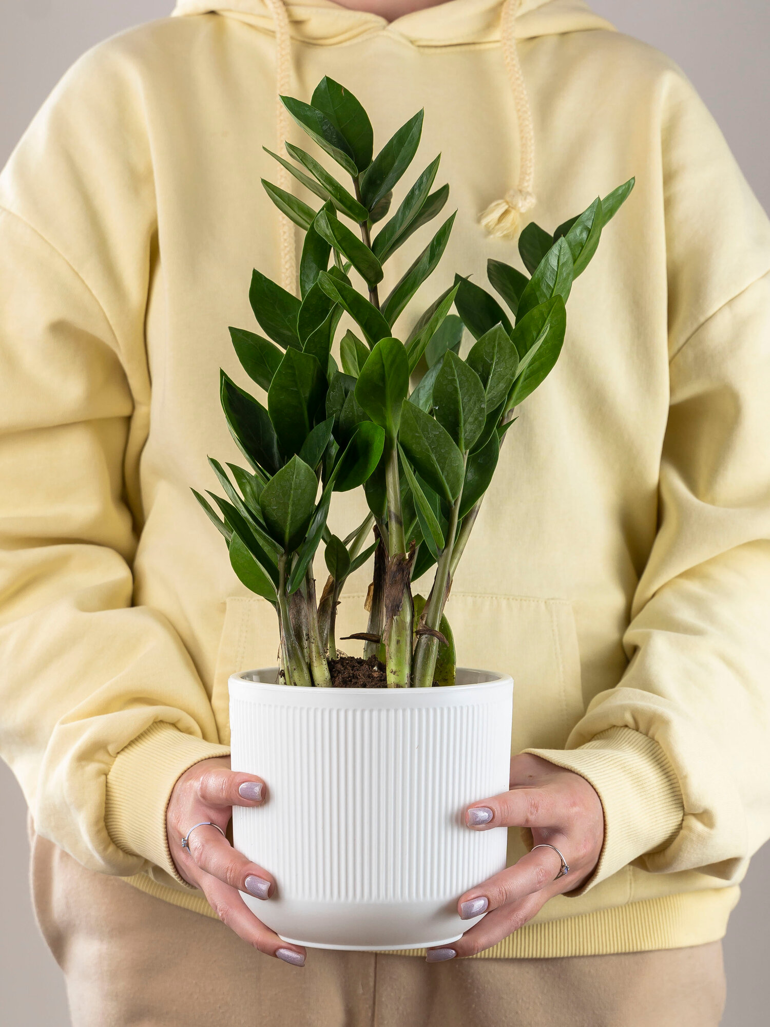 Geo Glass: Замиокулькас в горшке , комнатное растение , долларовое дерево