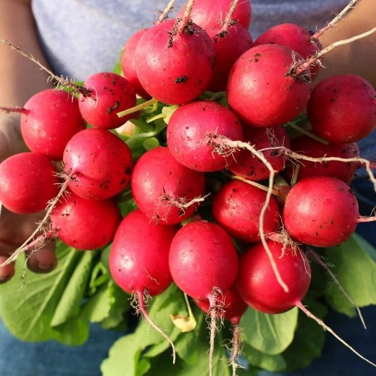 Коллекционные семена редиса Экспресс 16 F1