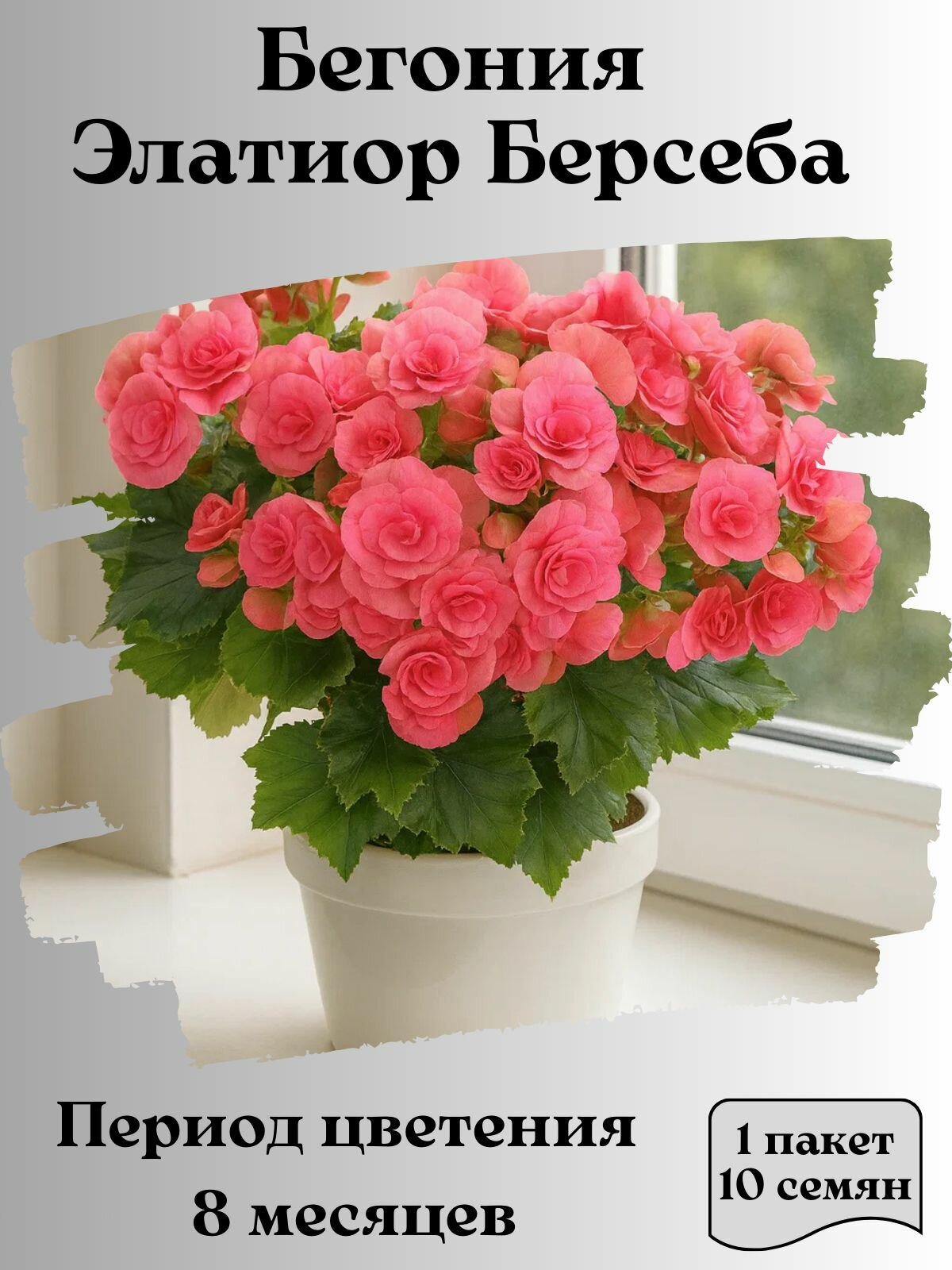 Бегония Элатиор Берсеба, 10 шт, 15 гр.