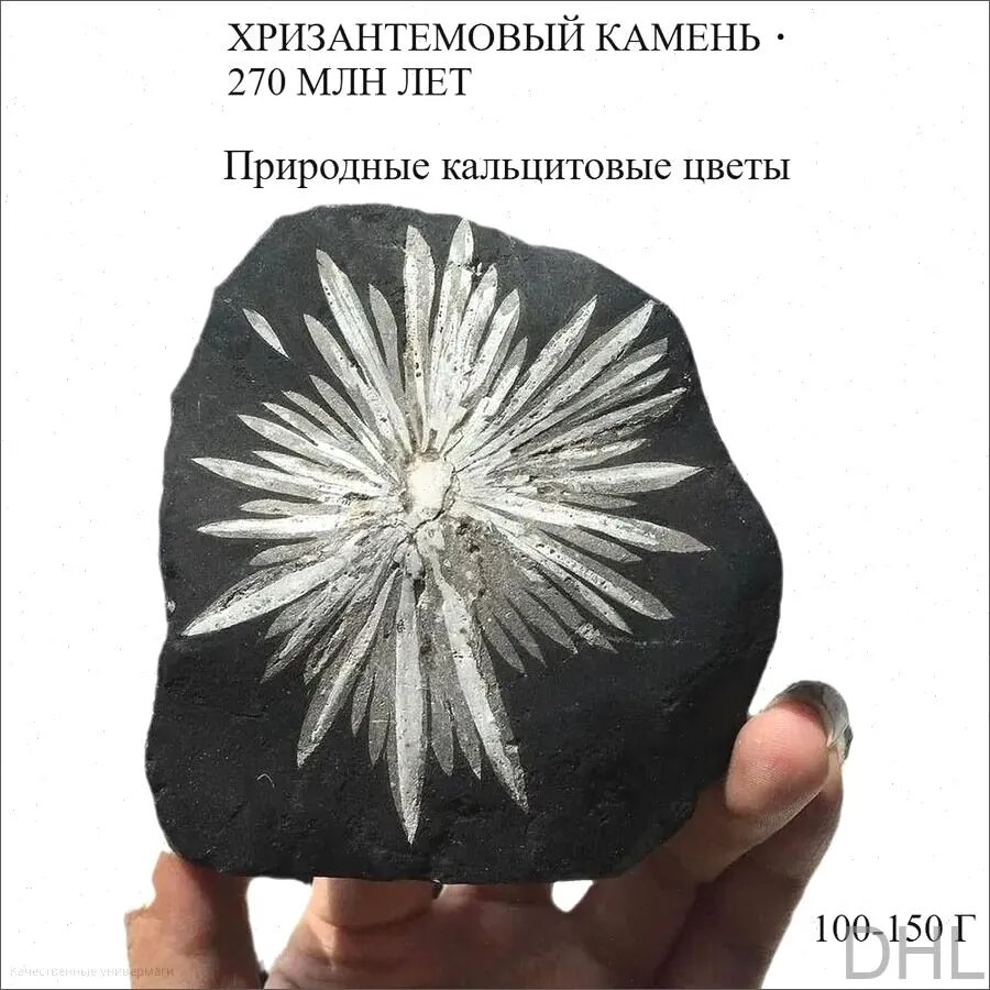 Натуральный хризантемовый камень с белым цветочным узором 100-150 г коллекционный минеральный образец