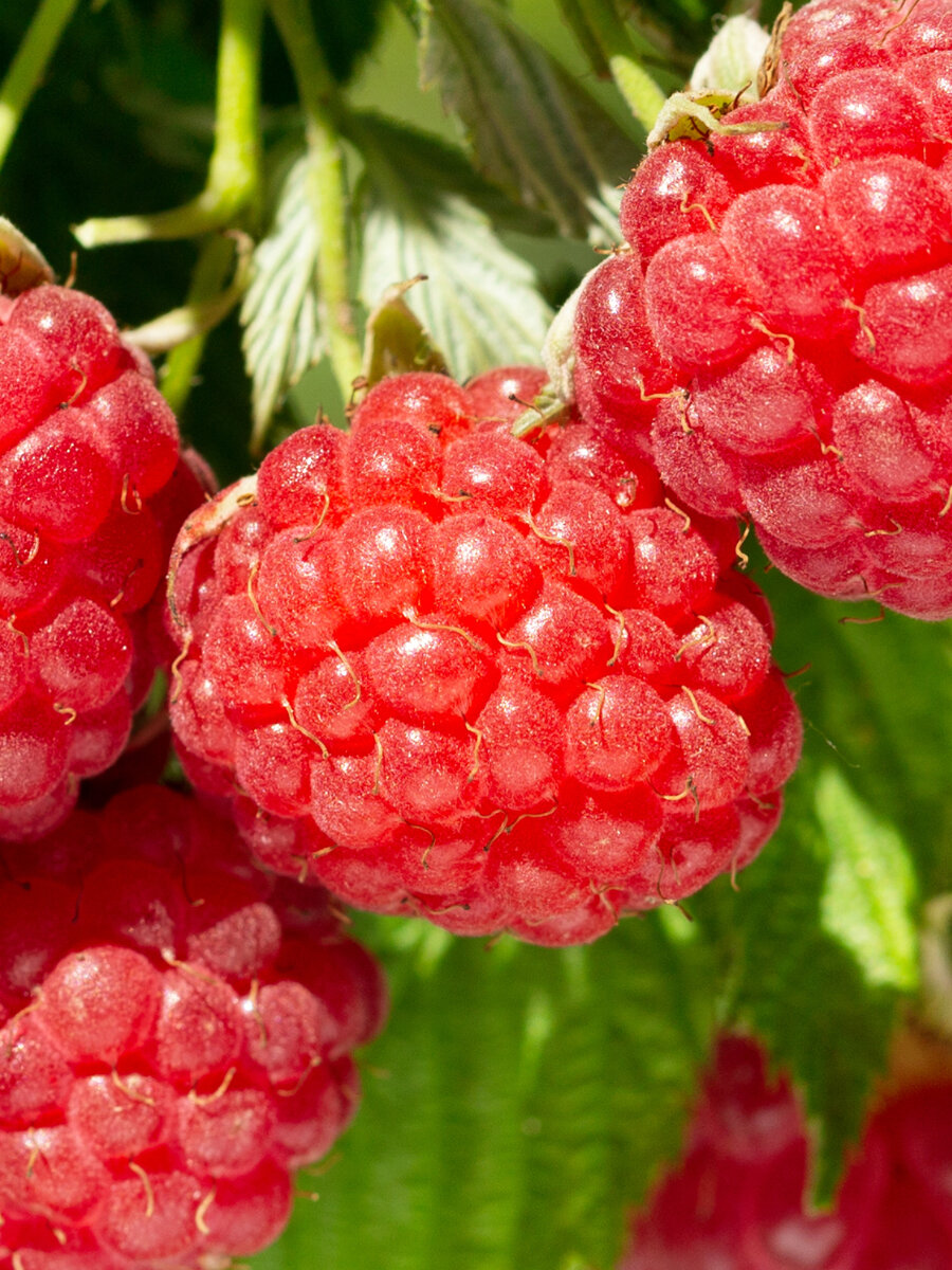 Малина ремонтантная Овация 1 шт / многолетний, морозостойкий сорт