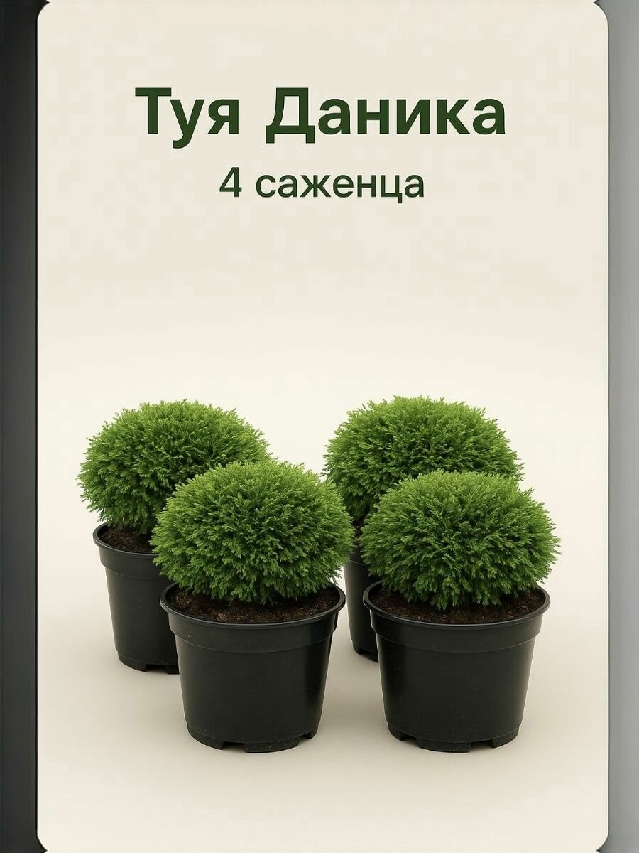 Туя "Даника", декоративный саженец, морозостойкая, шаровидная, зеленая, 4 шт.