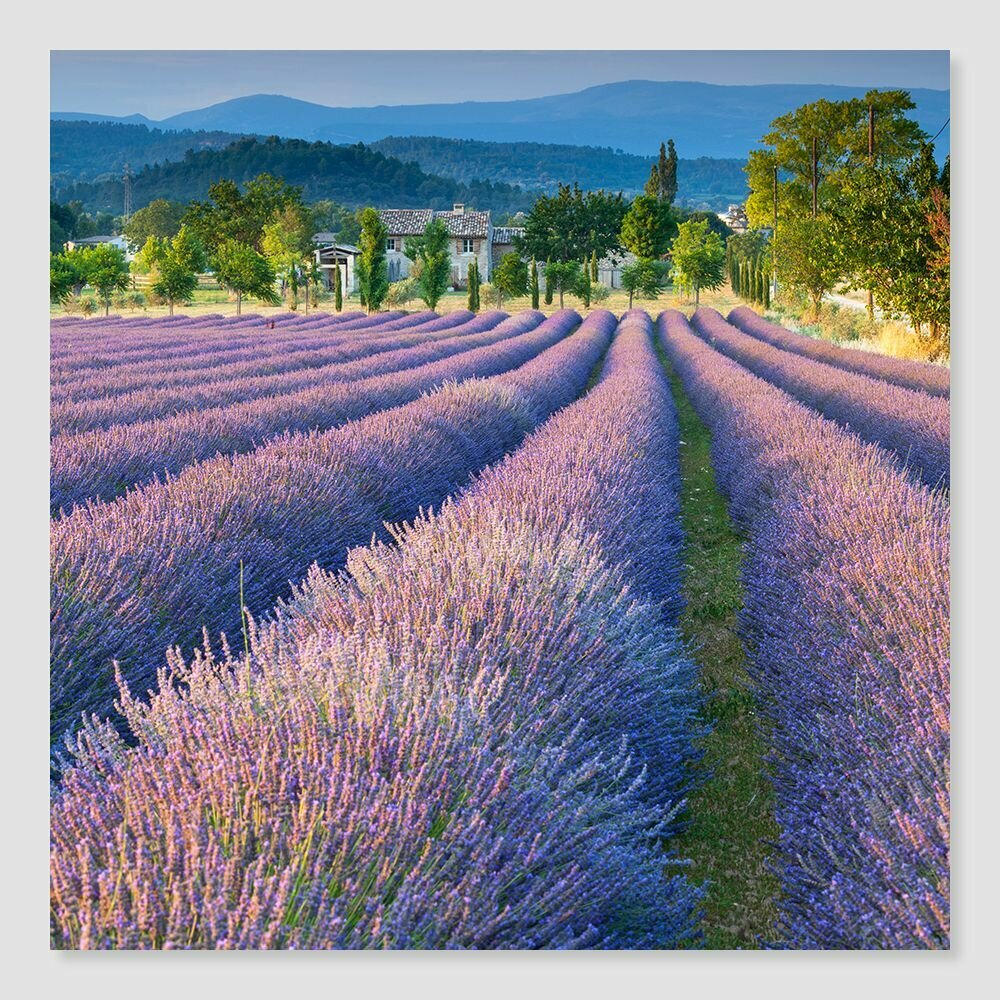 Картина на натуральном холсте Уютная стена "Лавандовое поля" 60х60 см
