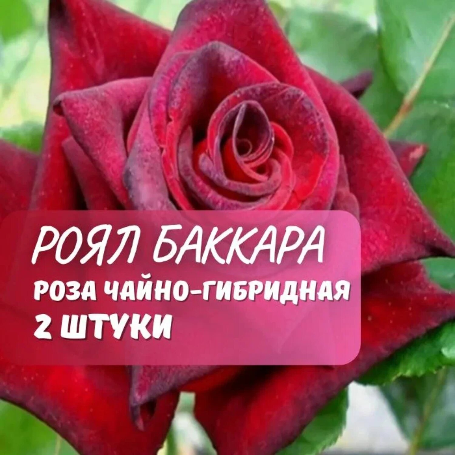 Роза чайно-гибридная Роял Баккара 2 шт / розы, многолетняя, красная