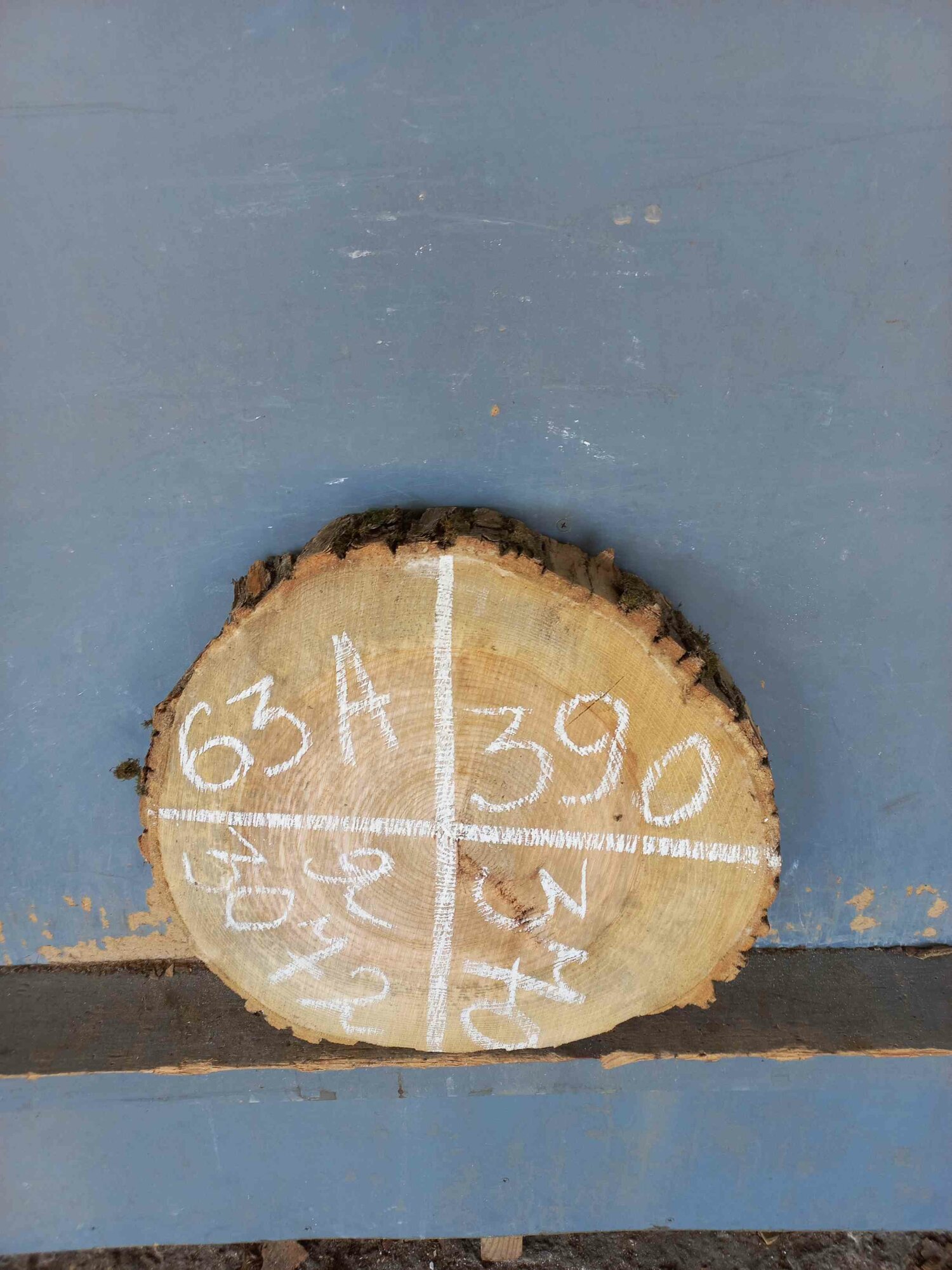 Спил торцевой Доклес "Ясень", №3072, камера сушки, антисептик, для столешниц