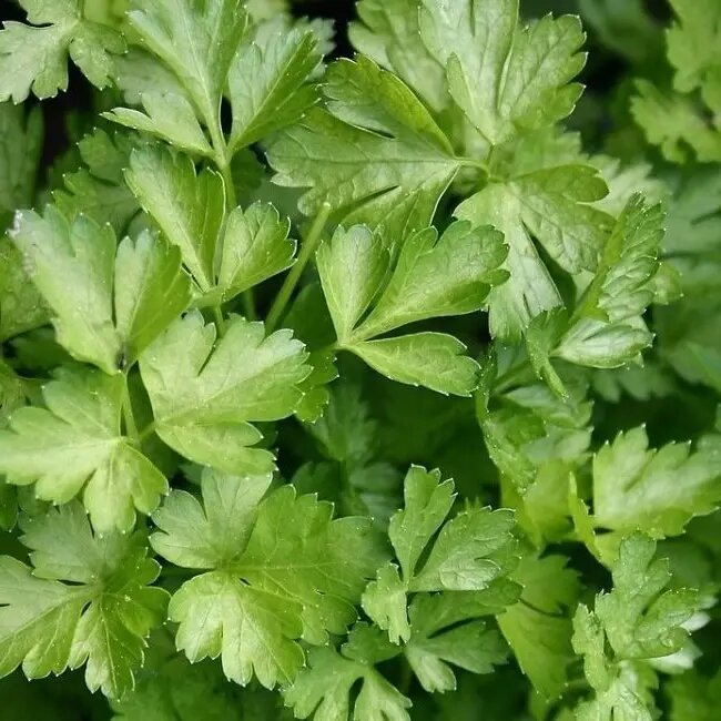 Семена Петрушка листовая Богатырь