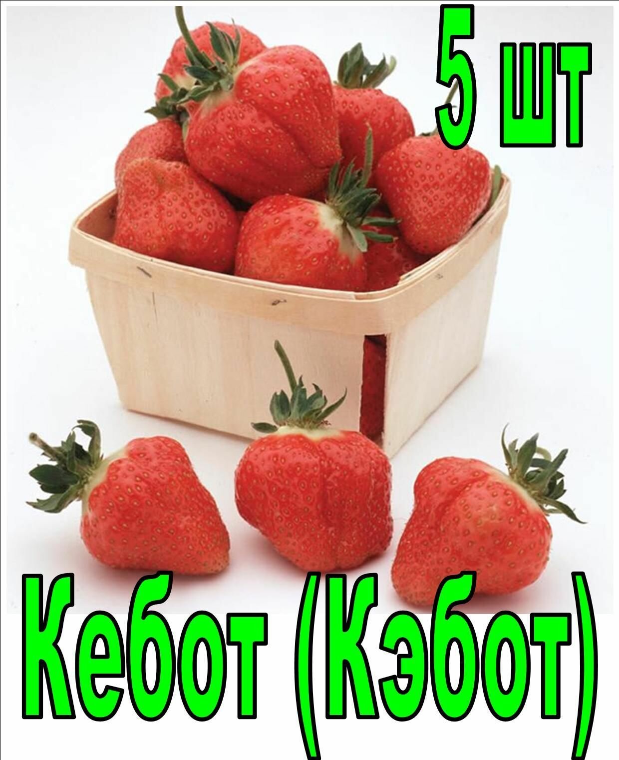 Рассада. Клубника Кебот