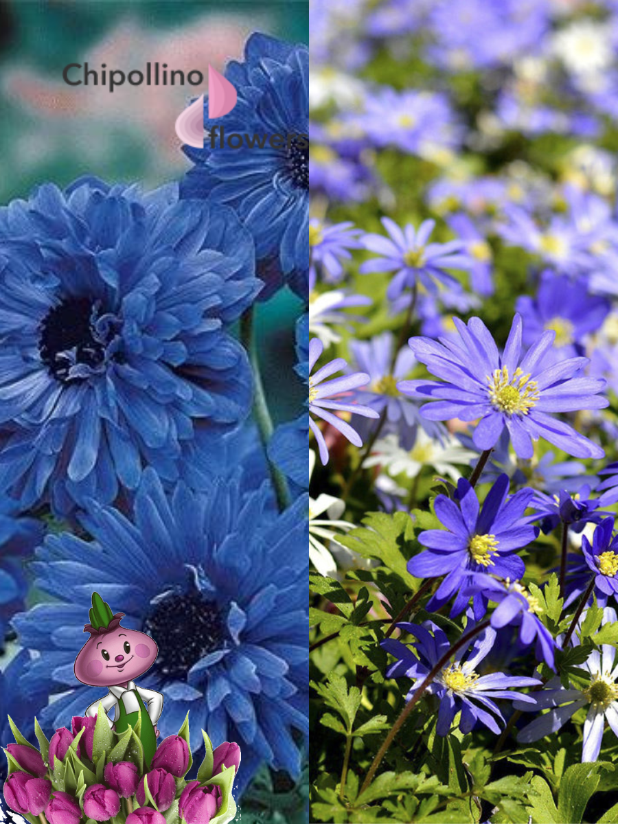 Луковицы цветов, chipollino flowers, TWIN, анемона LORD LIEUTENANT 10 ШТ / анемона BLUE SHADES 10 ШТ (20 луковиц)