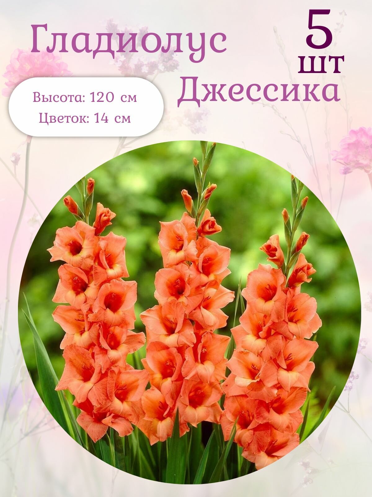 Гладиолусы, многолетние цветы, луковицы 5 шт.