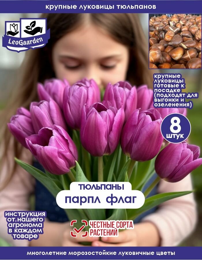 Тюльпан Луковица, Пурпл Флаг 8 шт, крупные