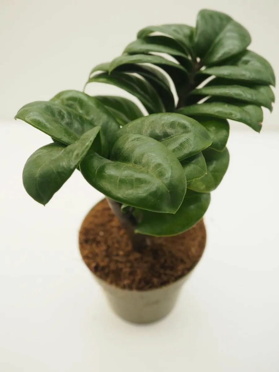 Замиакулькас зензи д9 растение живое в горшке