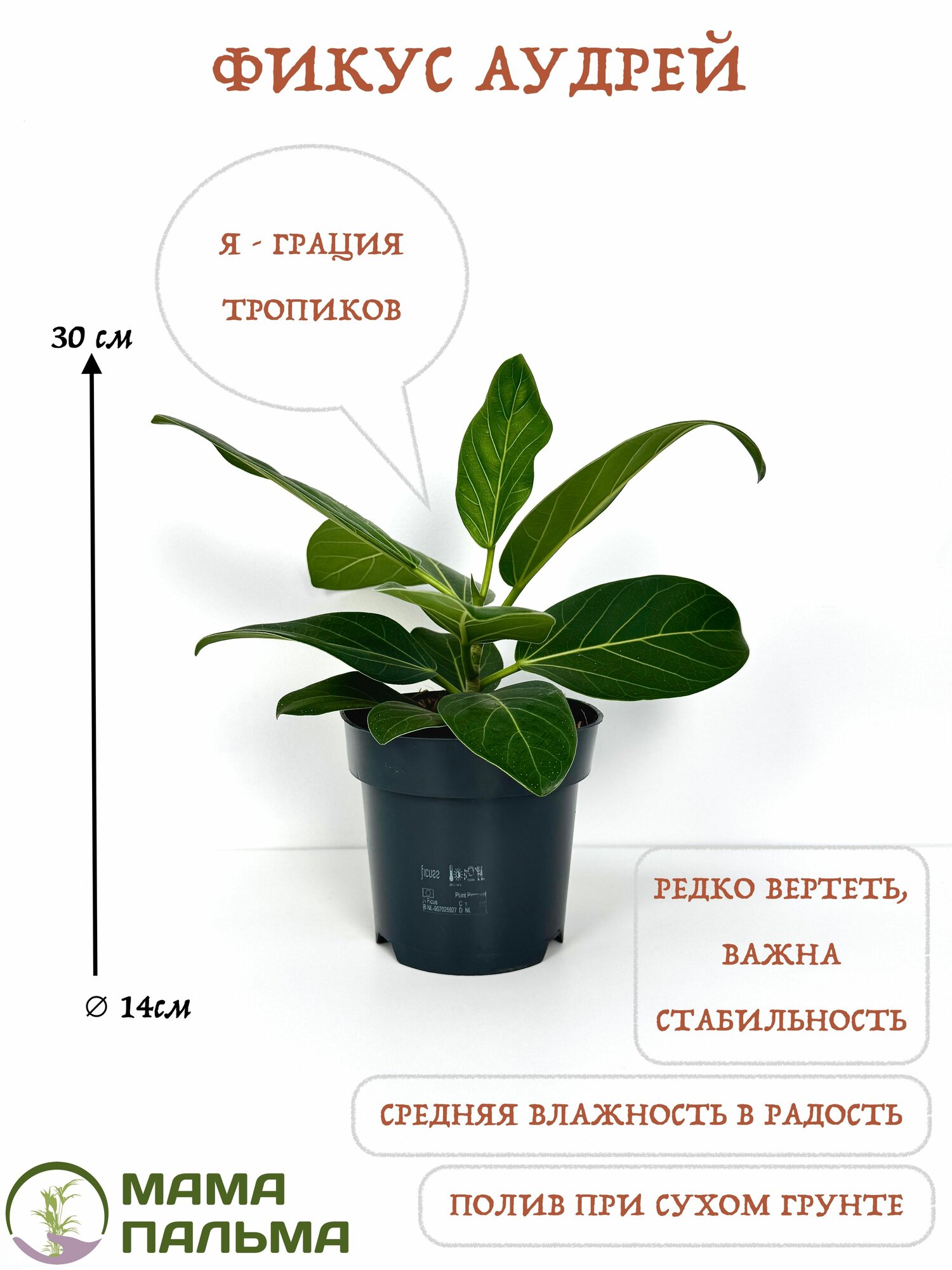 Живое растение Фикус Аудрей Одри в горшке D14 высота 30 см