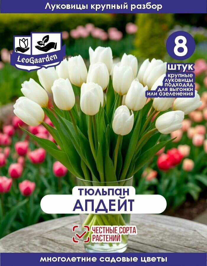 Тюльпан Луковица, Апдейт, 8 шт крупные