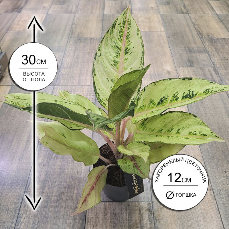 Аглаонема Шартрез Претти 12*30, живое комнатное растение в горшке