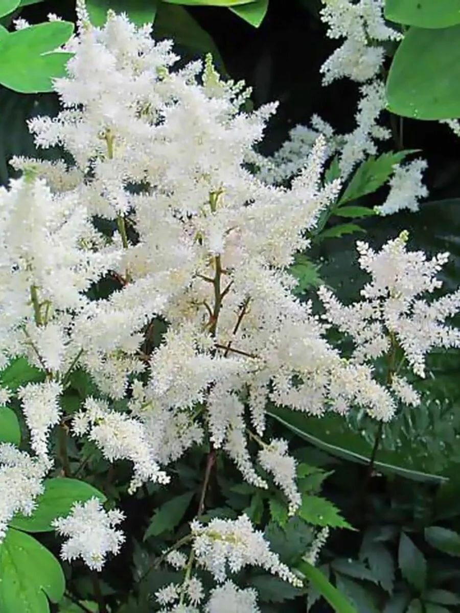 Астильба Арендса Бумальда