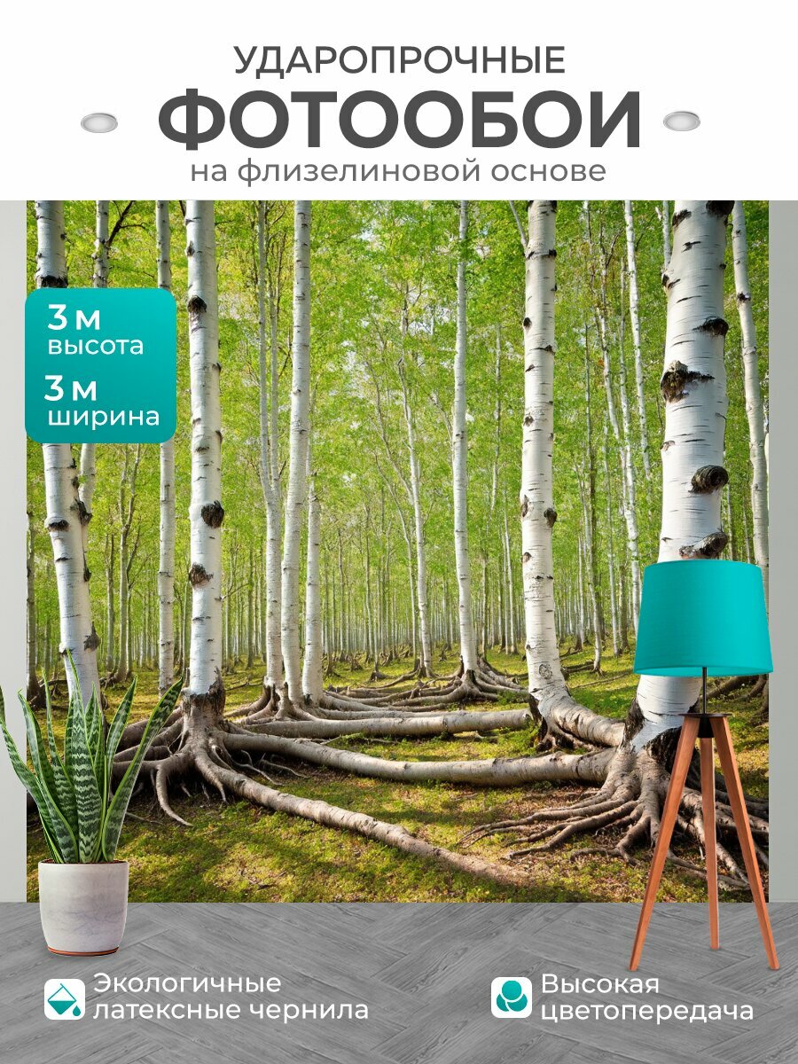 Фотообои моющиеся ударопрочные "Фотообои лес в стиле текстуры, березовая роща с белыми стволами деревьев, текстурированные корни и молодая зелень," 300x300 см. флизелиновые на стену