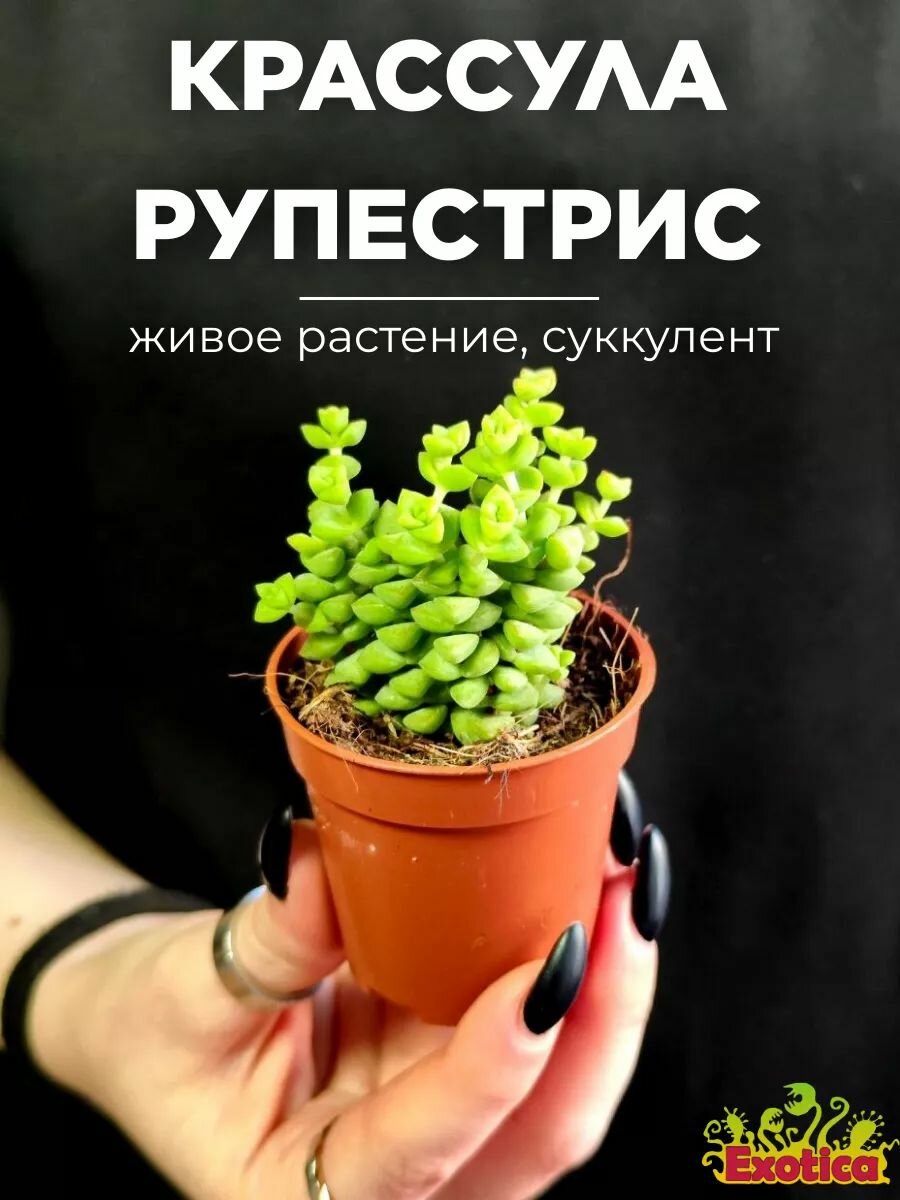 Крассула Рупестрис Том Тумб (Crassula Tom Thub) D5см, растение в горшке